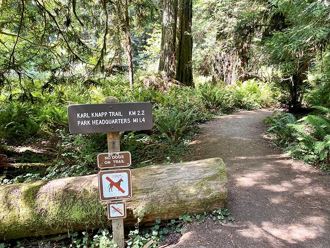 Trail markers guiding hikers through an ancient wonderland – nature's GPS system before smartphones made everything too easy.