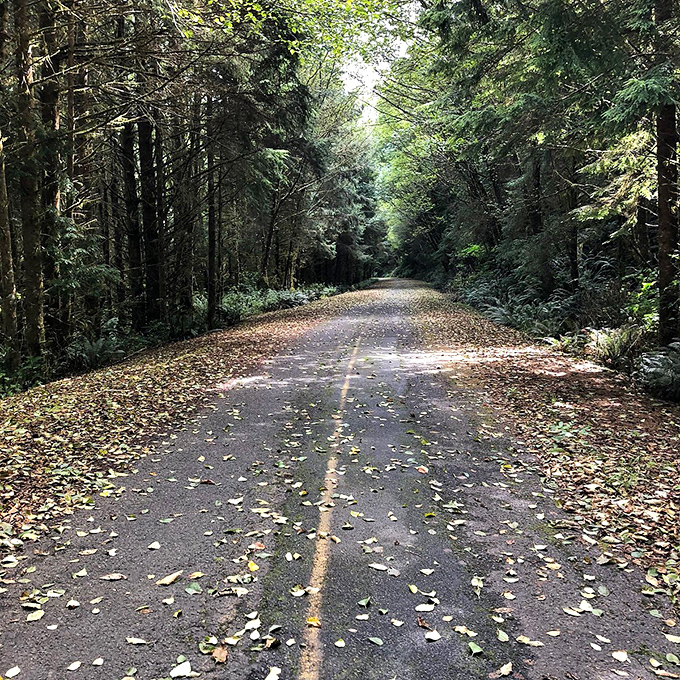 This tree-lined path feels like the opening scene of a coastal mystery novel—one with a happy ending and excellent seafood.