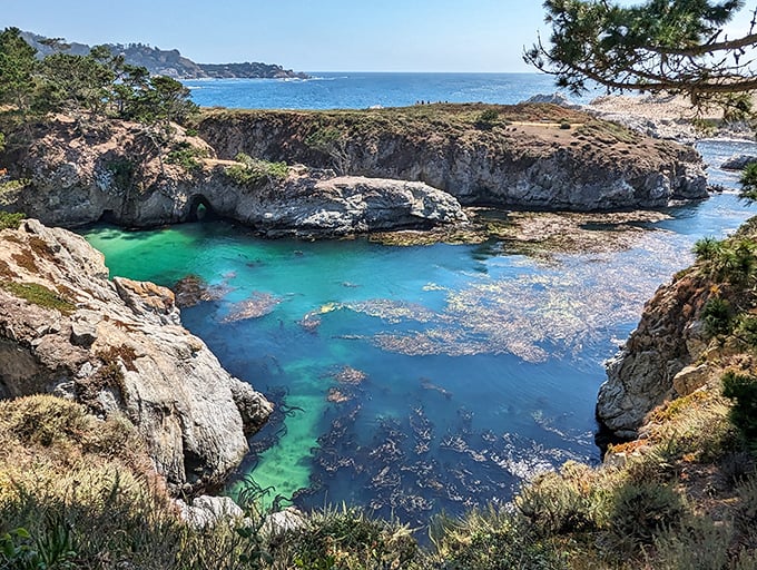 Point Lobos' emerald coves and sapphire waters create nature's infinity pool – the kind no resort architect could ever fully replicate.