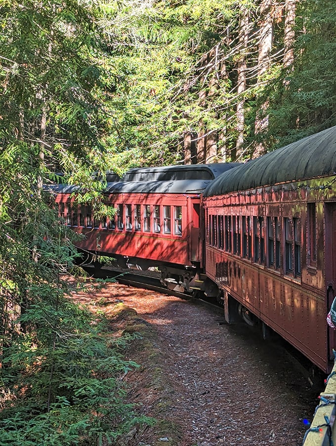 The historic Skunk Train winds through redwood forests, offering views you can't get from any highway—unless you're an extremely lost driver.