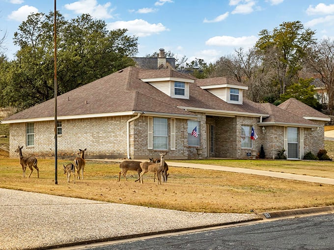 When locals say wildlife is part of daily life, they mean it! White-tailed deer casually visiting front yards is a common Kerrville sight.