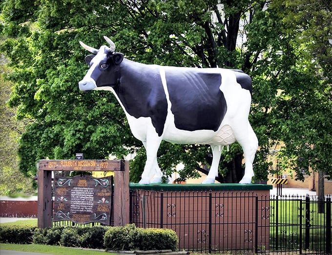Standing at attention like a dairy guard, Antoinette's impressive silhouette commands respect against the lush summer greenery. Bovine beauty at its best.