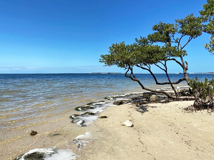 That twisted tree knows something we don't – probably where the best shells hide after high tide.