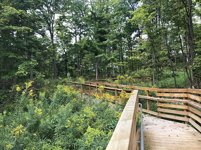 Nature's classroom comes with wooden guardrails – this boardwalk trail invites exploration without disturbing the delicate ecosystem below.