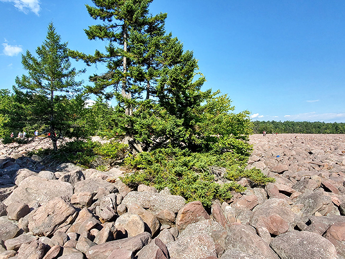 A lone pine stands defiant among the boulder field's rocky expanse. Talk about social distancing – this tree found the ultimate isolation spot.