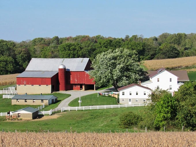 Classic red barn against rolling farmland—the kind of view that makes you wonder if you should quit your job and take up farming. (Spoiler: it's harder than it looks.)