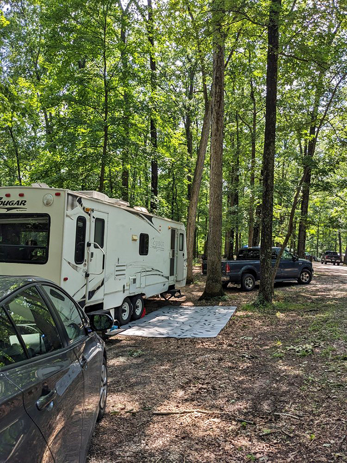 Camping among giants – where your RV becomes a temporary home and tall trees serve as nature's five-star hotel walls.