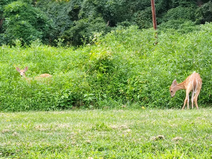 "Excuse me, this is our salad bar" – resident deer graze contentedly at the park's edge, urban wildlife thriving.
