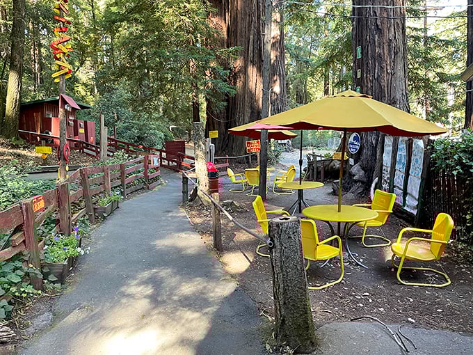 Yellow retro chairs under towering redwoods create a perfect rest stop – somehow both trapped in the 1960s and utterly timeless.