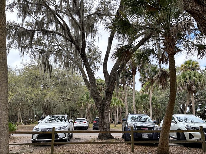 Spanish moss drapes over ancient oaks like nature's tinsel, creating a shaded parking area that's cooler than the VIP section at any beach club.