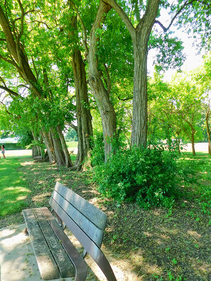 These weathered benches beneath majestic trees offer the perfect spot to contemplate life's big questions—like why concrete corn exists.