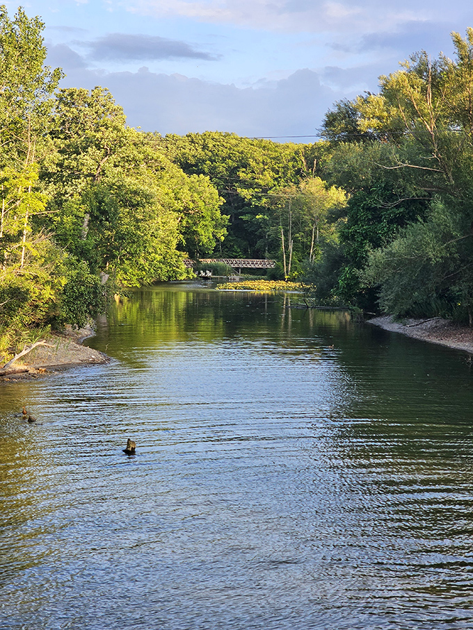 Cowles Creek winds through the park like nature's lazy river, offering peaceful paddling opportunities and prime spots for wildlife watching.