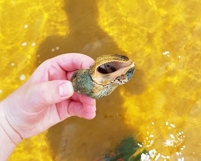 Nature's jewelry store – where every shell tells a story of ocean journeys and tiny former tenants who've moved to more spacious accommodations.