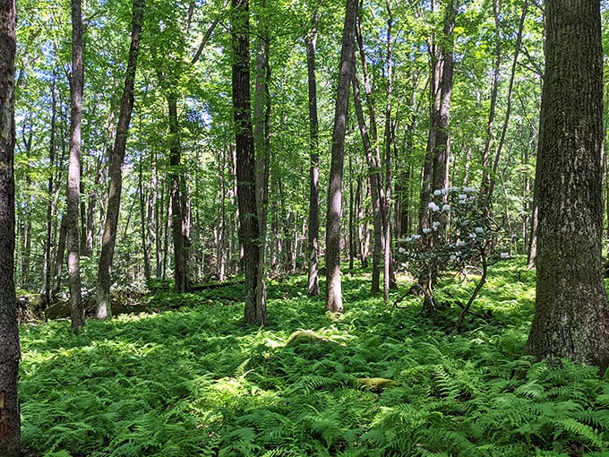 A cathedral of ferns and towering trees where the only admission fee is your willingness to look up and say "wow" at least three times.