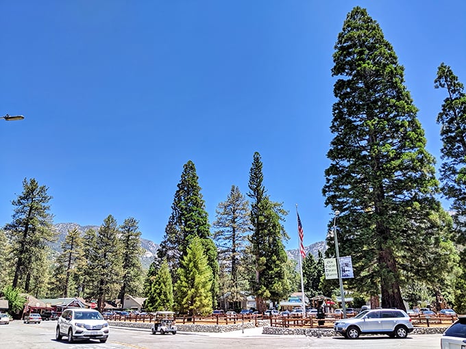 Idyllwild's towering pines stand sentinel against impossibly blue skies, a natural cathedral where sunlight filters through branches like stained glass windows.