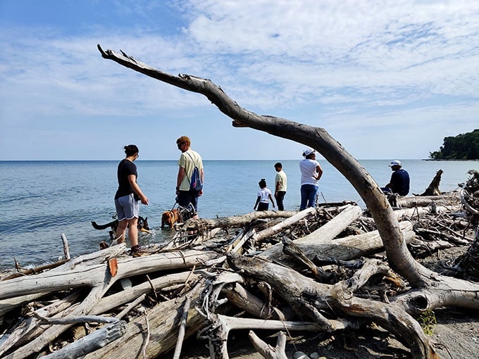 Driftwood: nature's sculpture garden. These twisted wooden monuments tell stories of storms, survival, and Lake Erie's moody temperament.
