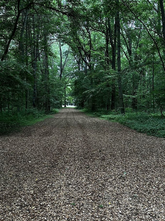 Nature's cathedral—a leaf-canopied trail where the only sound is your footsteps crunching through decades of fallen foliage.