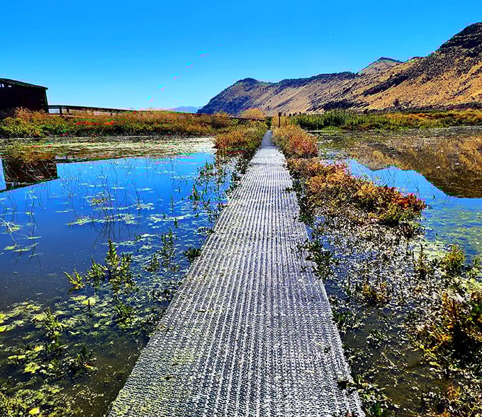A boardwalk through wetland paradise – where social distancing was a thing long before it became trendy.