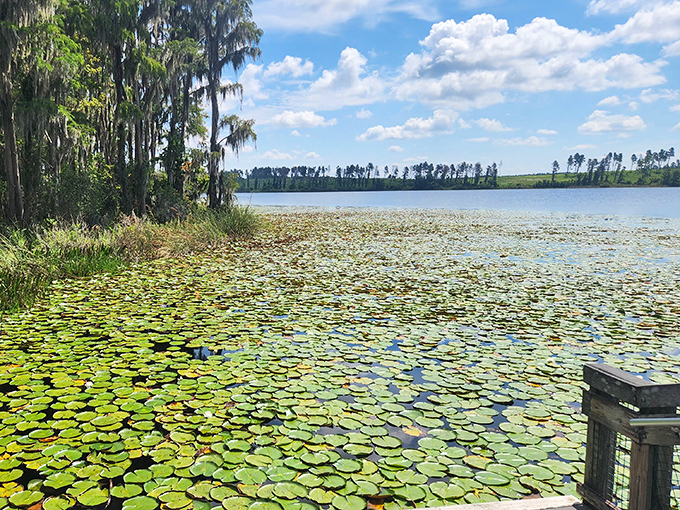 Water lilies create nature's patchwork quilt across the lake surface. Monet would've set up his easel here and never left – Florida's answer to Giverny.