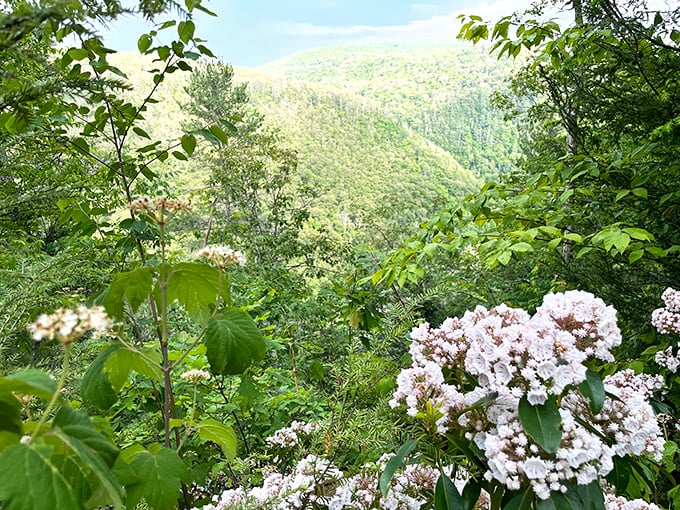 Mountain laurel blooms frame the canyon view, nature's way of adding a delicate border to its most impressive landscape painting.