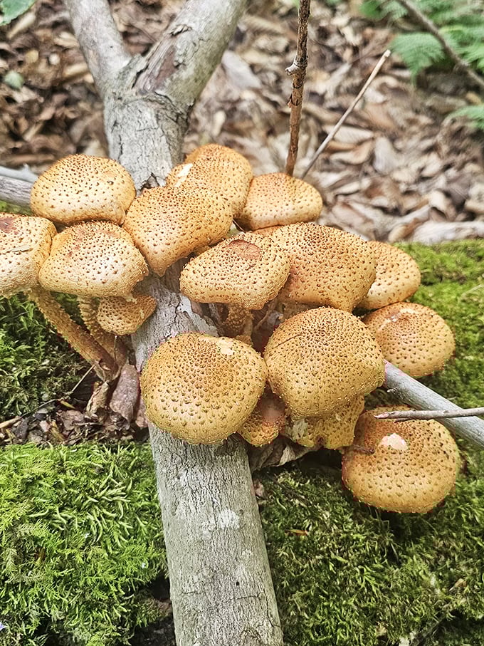 Nature's buffet! These fascinating fungi create their own little community among the forest floor—no reservation required for this woodland display.