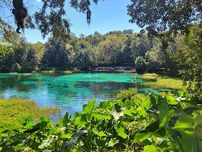 "Rainbow Springs lives up to its name with water that changes from emerald to turquoise depending on where the sun decides to shine."