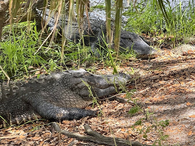 Prehistoric roommates: These sunbathing alligators aren't interested in your vacation photos—they've been perfecting their lounge technique for 200 million years.