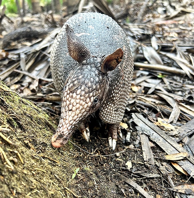 This armadillo looks like he's dressed for a medieval jousting tournament in nature's own armor—Florida's version of a knight in shining plates.