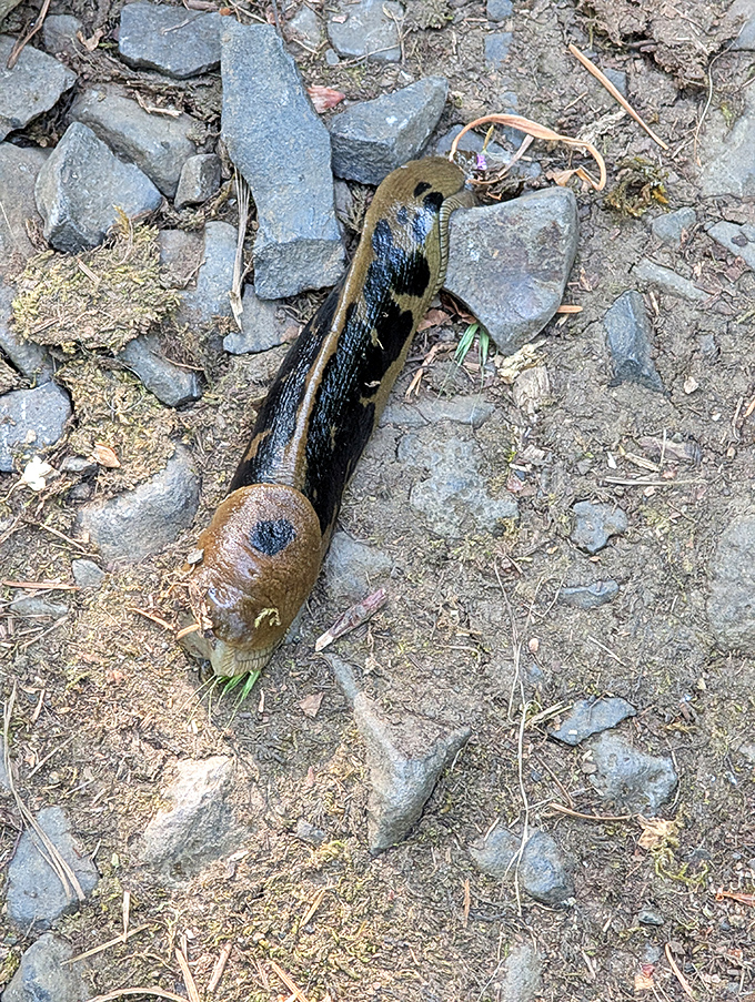Meet one of Oregon's slowest residents. This banana slug might not win any races, but it's an essential part of the forest ecosystem.