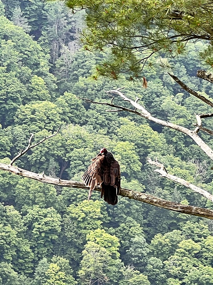 This majestic raptor didn't just find a perch—it found front-row seating to Pennsylvania's greatest natural show. Talk about premium real estate!