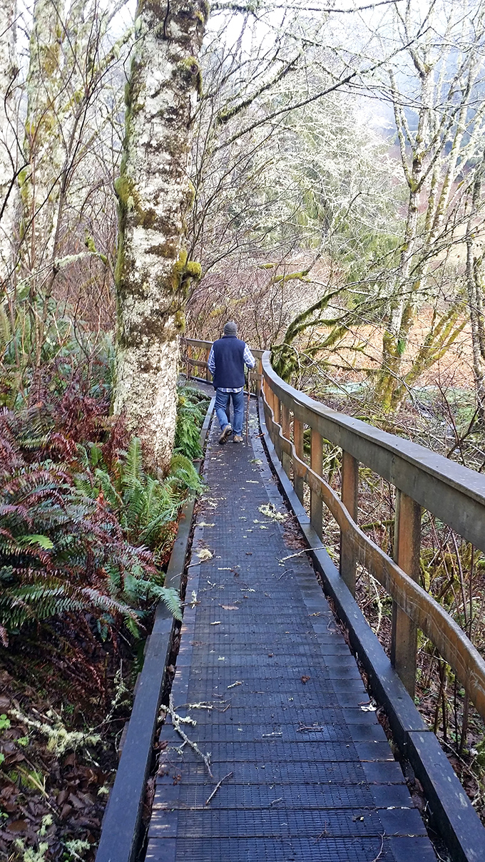 The boardwalk whispers tales of ancient forests as you wander through ferns and moss-draped trees in this coastal rainforest wonderland.