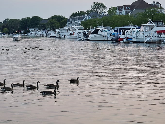 These Canada geese have clearly discovered the same waterfront real estate secret as humans – location, location, location!