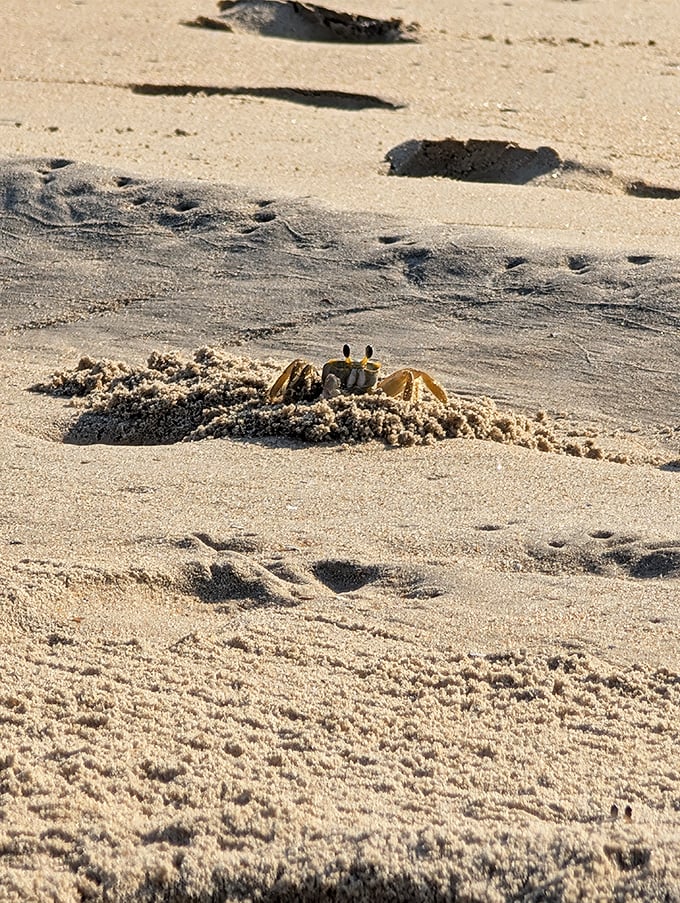Nature's tiniest architect at work – a ghost crab creates his sandy masterpiece, blissfully unaware he's starring in your vacation highlights.