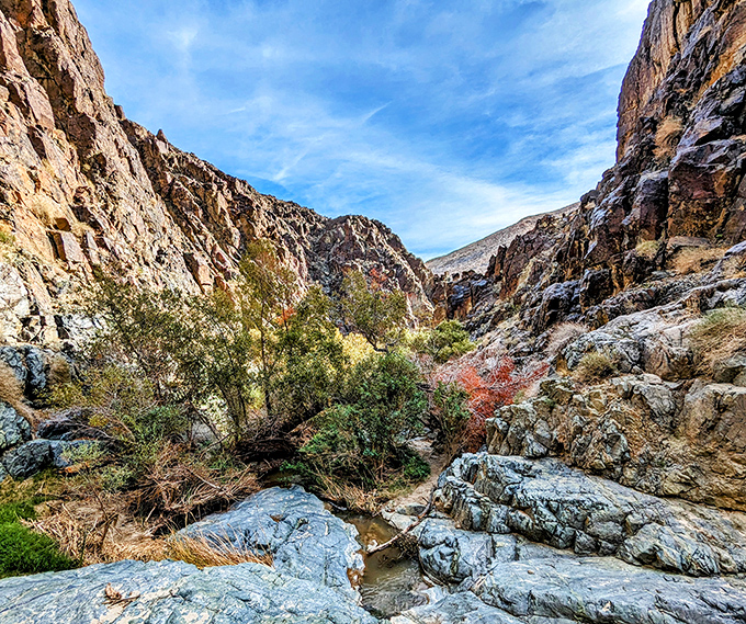 Darwin Canyon's vegetation creates a green hallway leading to the main attraction—nature's version of a red carpet premiere.