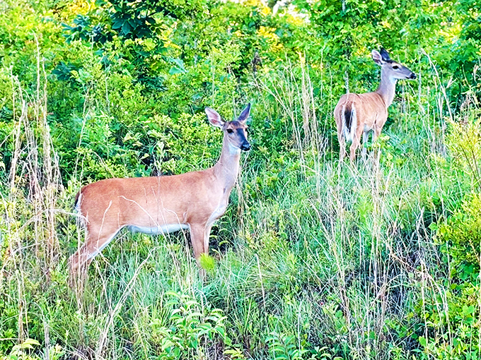The local welcoming committee doesn't shake hands – they just pose majestically among tall grasses before disappearing like woodland celebrities.