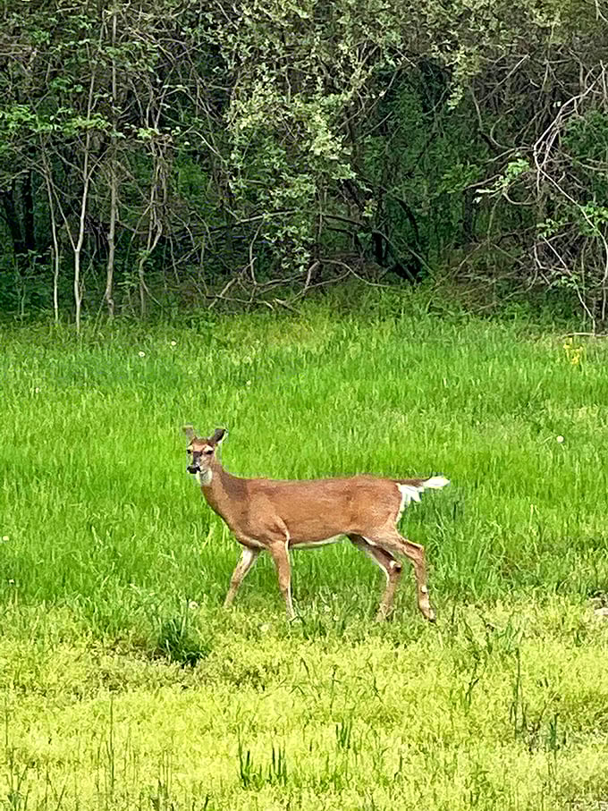 "Excuse me, did you make a reservation?" This local resident inspects visitors with the casual confidence of someone who truly owns the place.