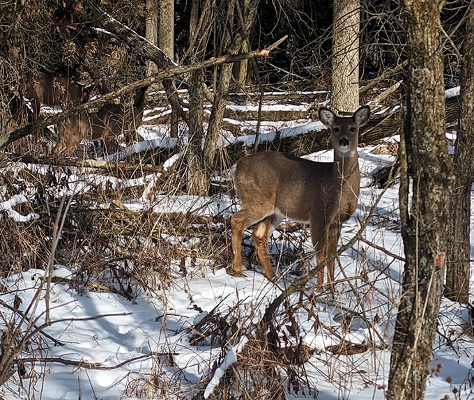 A white-tailed deer pauses mid-winter stroll, demonstrating the art of social distancing before it was trendy. Wisconsin wildlife at its most photogenic.