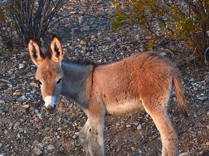 Desert wildlife doesn't get more adorable than this fuzzy ambassador. That face says, "I own this place, you're just visiting."
