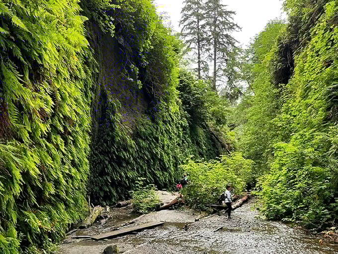 Fern Canyon's vertical walls create a Jurassic-like corridor – no wonder Spielberg thought this was the perfect backdrop for dinosaurs to roam.