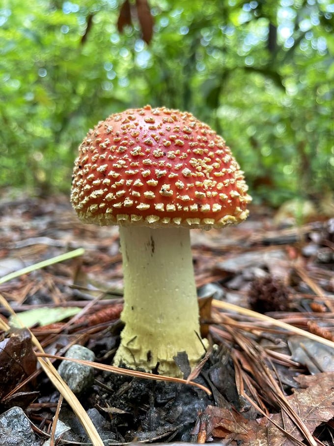 Nature's little red-capped performer takes center stage on the forest floor—beautiful to photograph, but definitely not tonight's dinner special.
