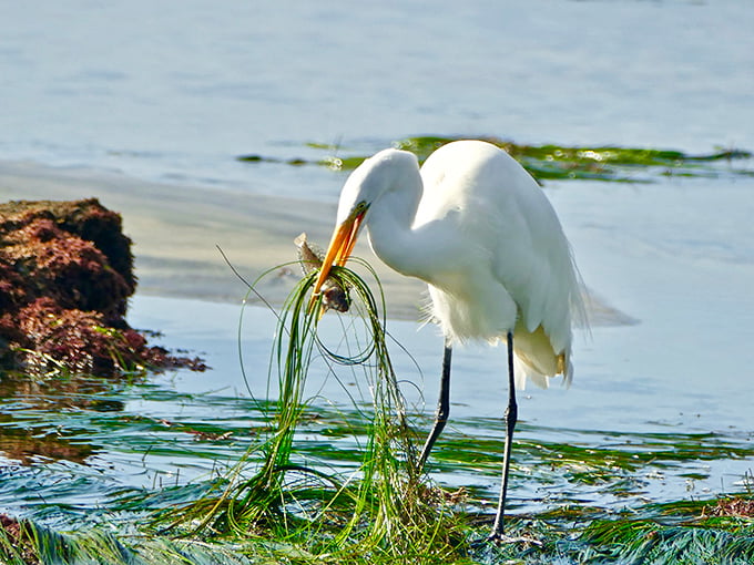 This elegant egret didn't get the "hidden gem" memo. Nature's wildlife paparazzi caught him mid-snack in Terramar's pristine ecosystem.