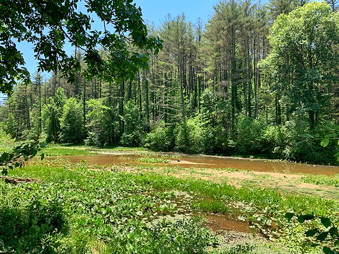 A wetland ecosystem thriving with lily pads and aquatic plants – Mother Nature's version of a five-star hotel for frogs and dragonflies.