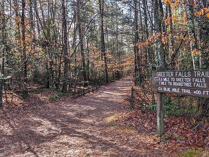 Autumn transforms Greeter Falls Trail into nature's red carpet. The sign might point to waterfalls, but the journey itself is half the magic.