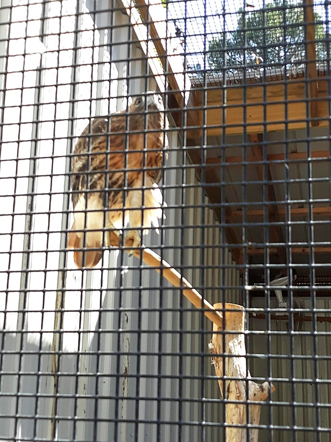 Nature's ambassador with feathers and talons—this hawk watches visitors with the same intensity I reserve for watching pizzas being made in wood-fired ovens.