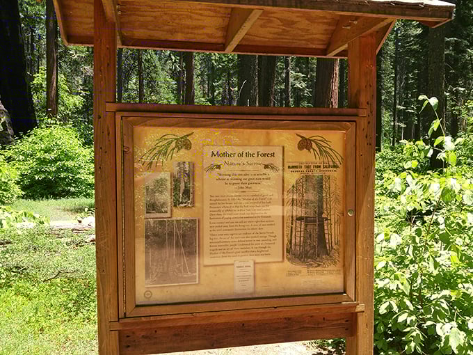 The "Mother of the Forest" sign tells tales of arboreal legends. These trees have witnessed more history than your most talkative grandparent.