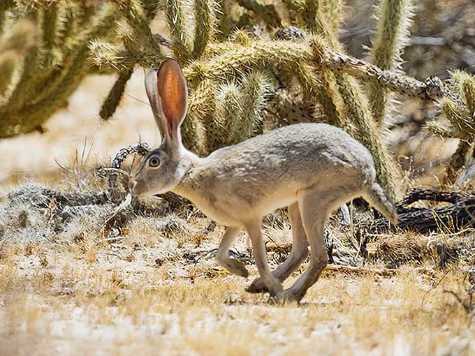 Desert jackrabbit on the move. Those ears aren't just for show – they're nature's air conditioning system in a fur-covered package.