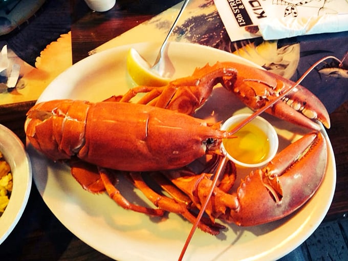 This Maine lobster isn't just dinner—it's a crimson-clad celebrity making a grand entrance on your plate, butter paparazzi in hot pursuit.