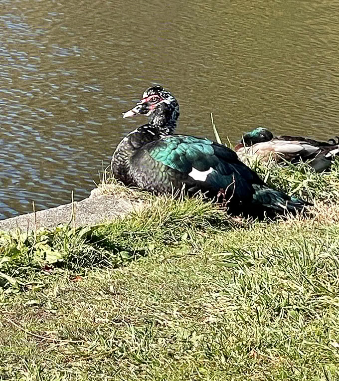 This muscovy duck poses regally by the shoreline, clearly aware it's the unofficial welcoming committee for waterfront visitors.