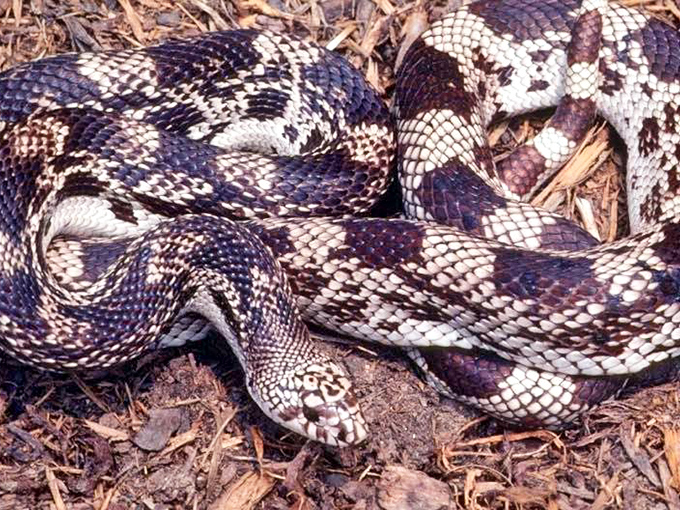 Florida's version of a welcome committee. This patterned resident prefers to be admired from a respectful distance—very respectful.