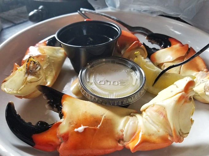 Stone crab claws—nature's perfect design for both protecting crabs and making humans work just hard enough to appreciate the sweet reward inside.
